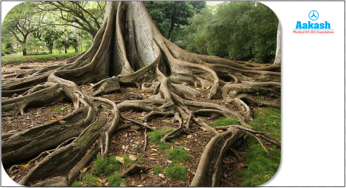 Root: Definition, Explanation, Characteristic features & Types | AESL